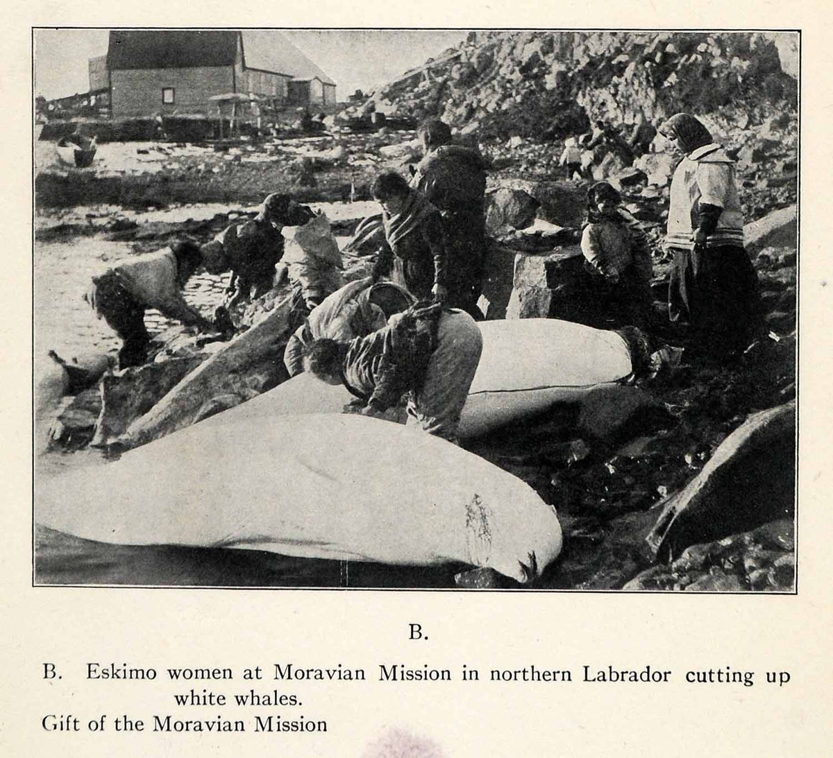 1916 Halftone Print Inuit Eskimo Women Northern Labrador White Whales ...