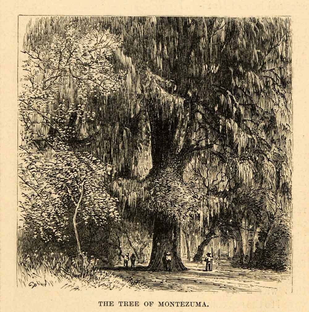 Montezuma Cypress Drawing