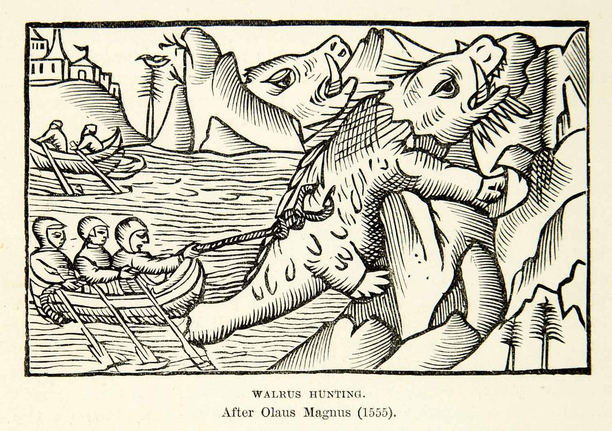 1882 Wood Engraving Art Arctic Walrus Hunting Medieval Marine Mammal X ...