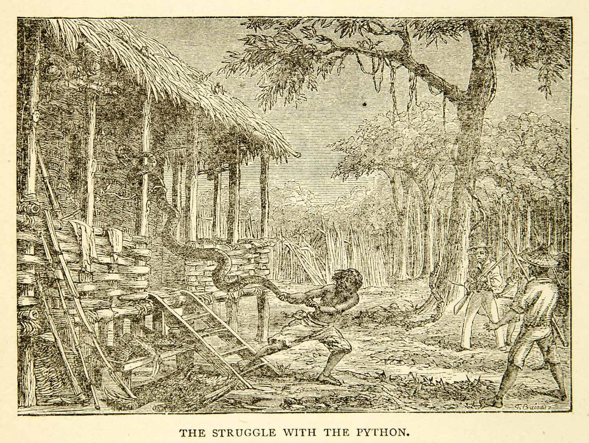 1884 Wood Engraving Python Lombok Indonesia Dwelling Hut Snake Native ...