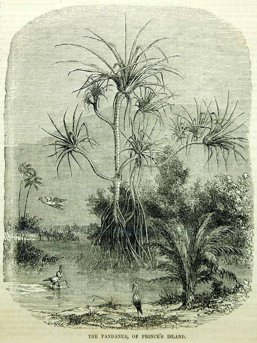 1854 Wood Engraving Pandanus Pandan Screw Palm Pine Tree Botanical Ant ...