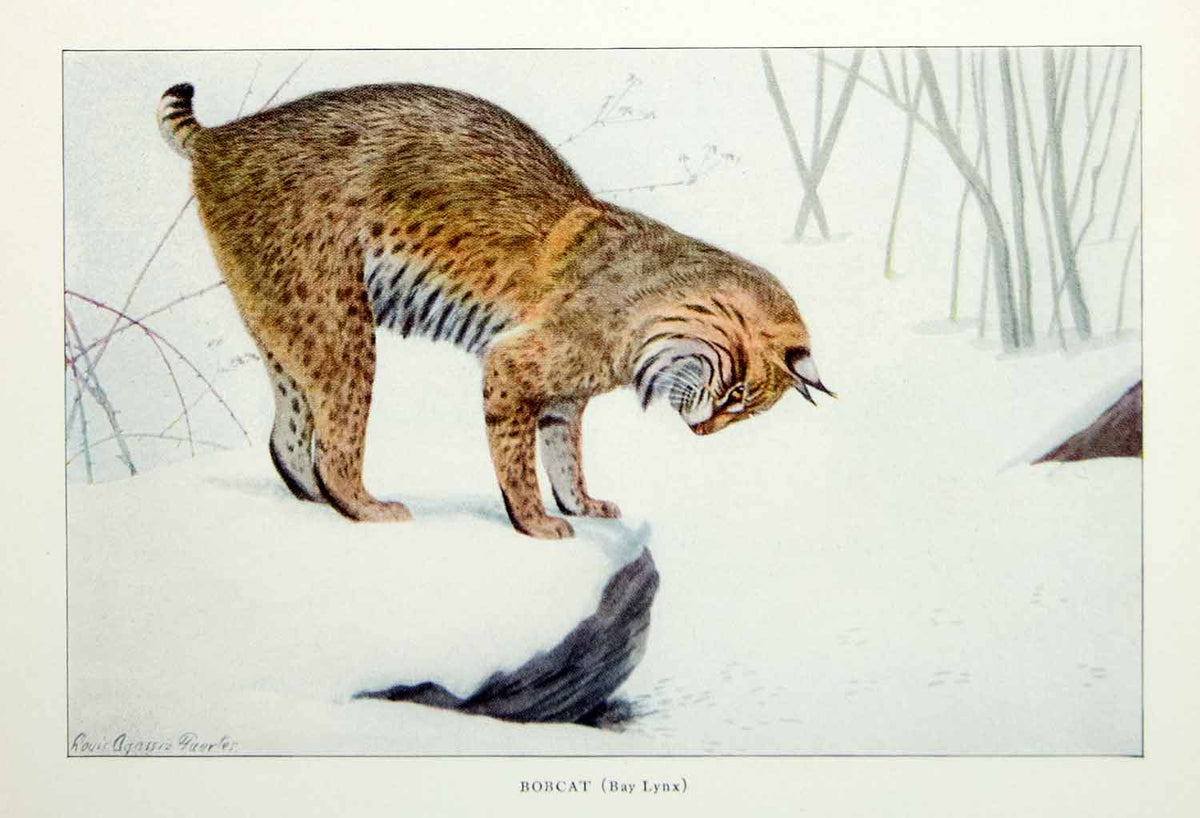 1916 Color Print Bobcat Bay Lynx Louis Agassiz Fuertes Animal Wildlife ...